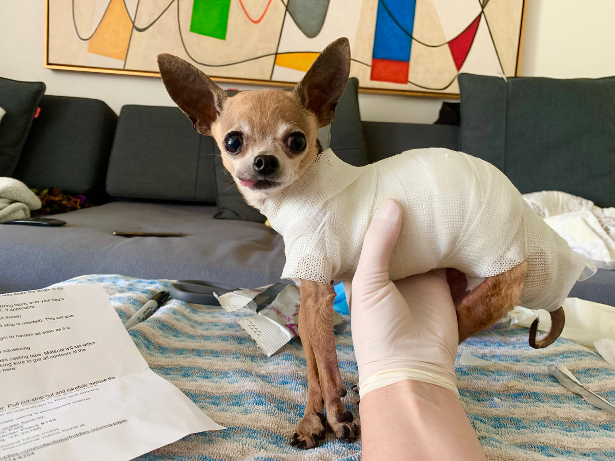 Boogie's New Wheels! – Little Boogie Shoes