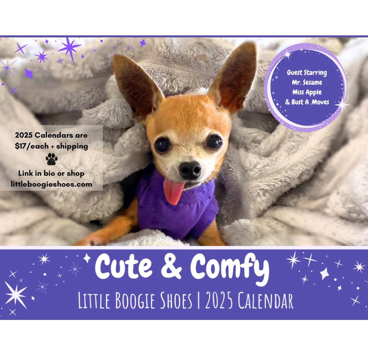 Boogie Shoes the Chihuahua – Little Boogie Shoes