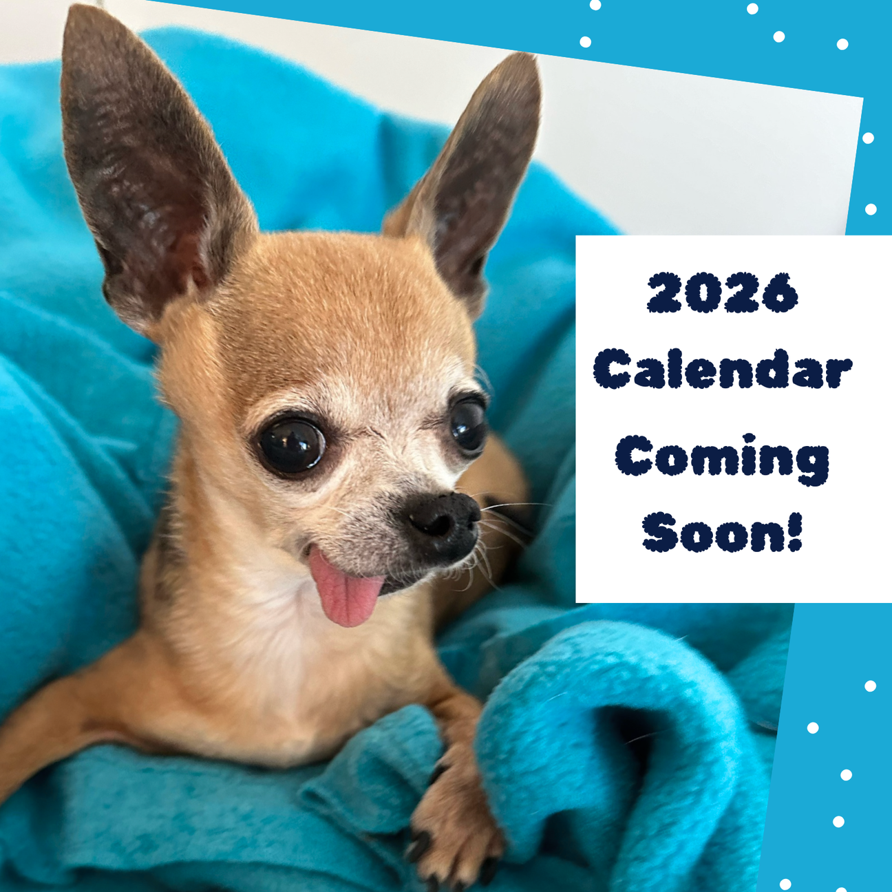 Boogie Shoes the Chihuahua – Little Boogie Shoes