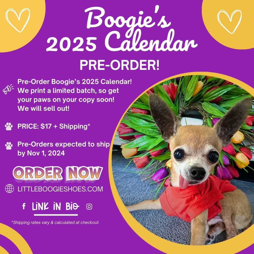 Boogie Shoes the Chihuahua – Little Boogie Shoes